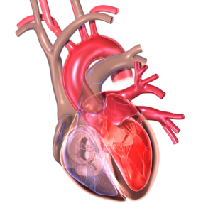 Scheme Update on Tissue Transparency for Cardiac Tissue Imaging