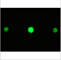 Beam Sampling With Diffractive Optics From Holo/Or - Get a price quote ...